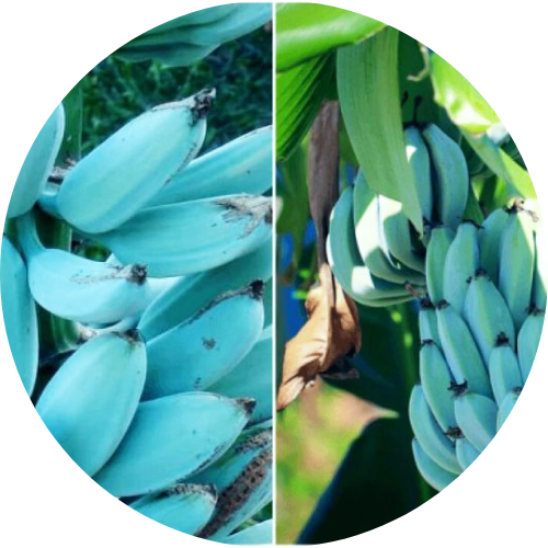 Azul Banana – Agência web